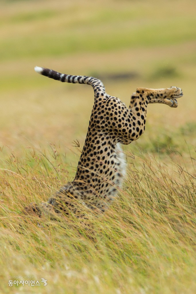 When the Fastest Runner Falls: A Cheetah's High-Speed Tumble - DongA ...